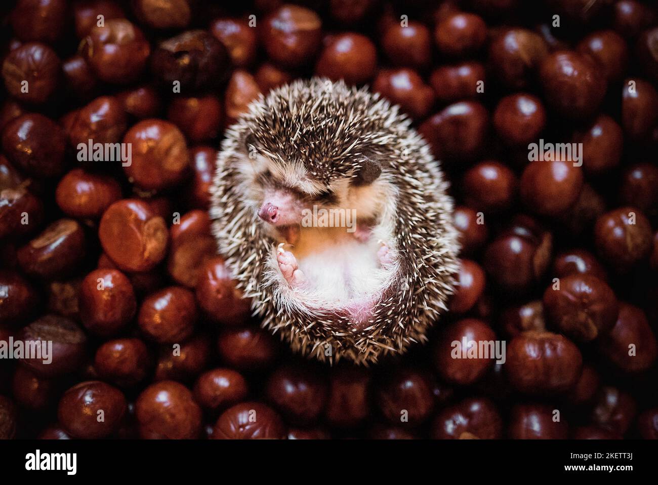 Hedgehog position hi-res stock photography and images - Alamy