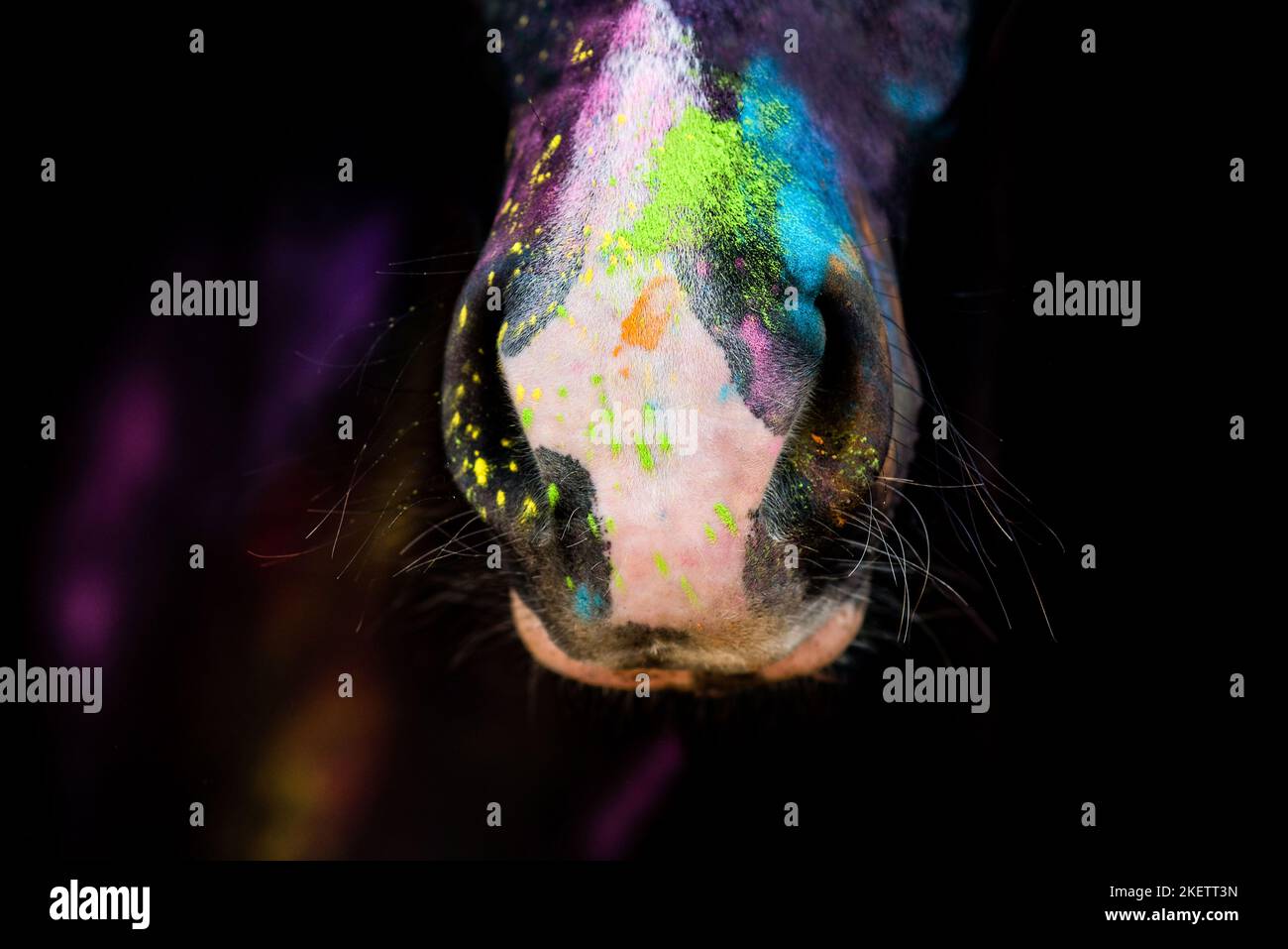 Black nose marking markings hi-res stock photography and images - Alamy