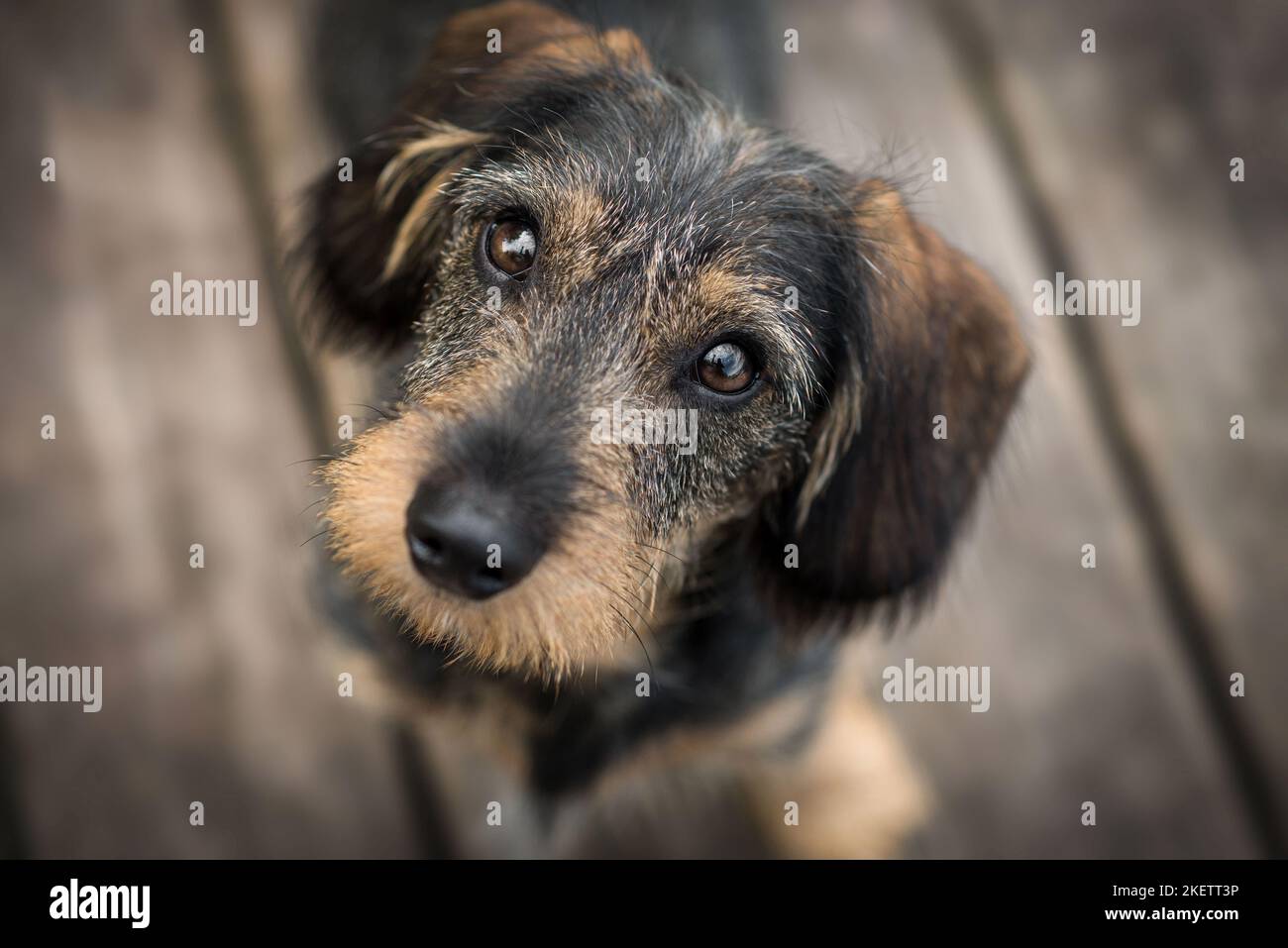 Distorted dog head hi-res stock photography and images - Alamy
