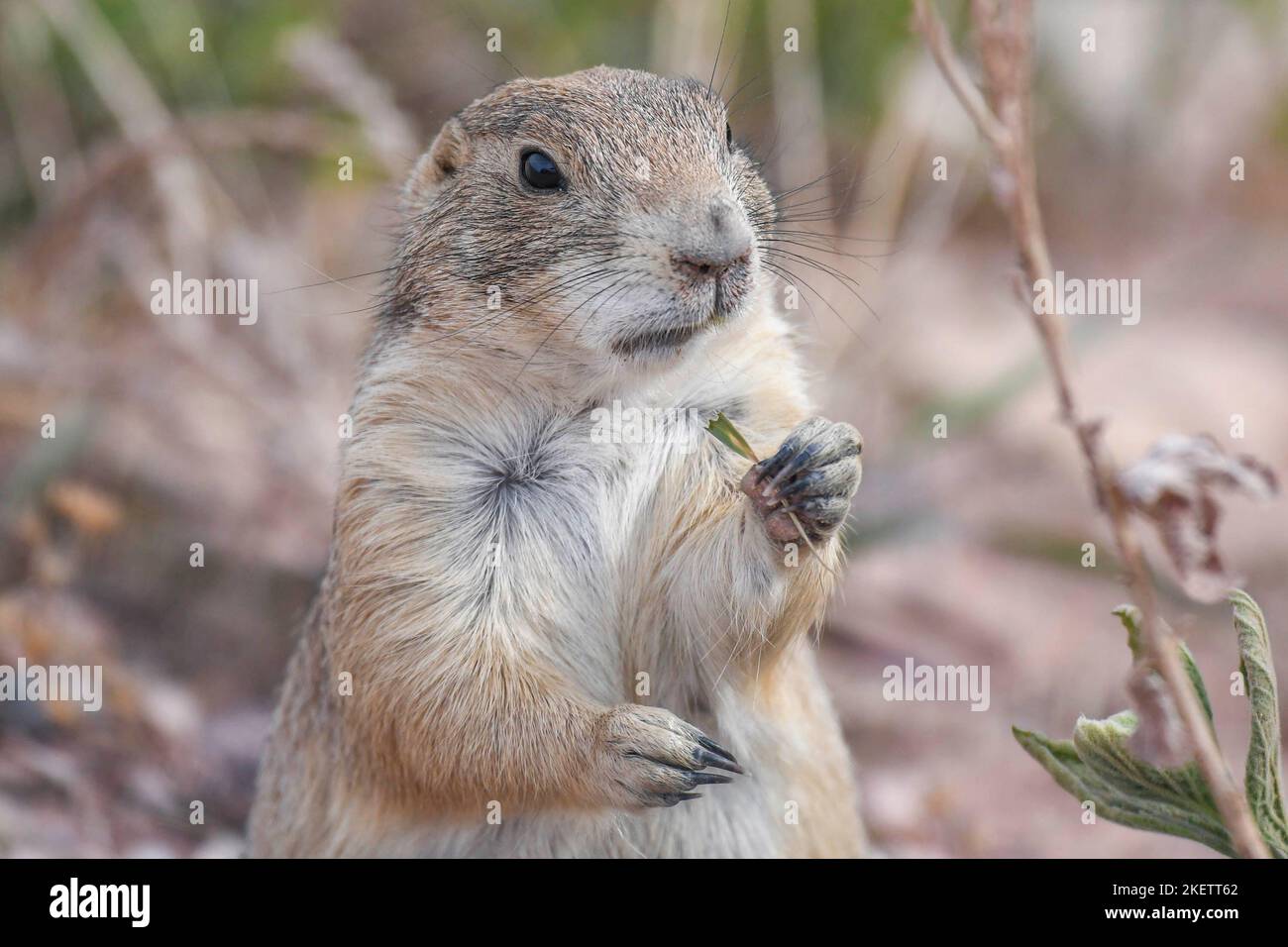 Surprised prairie dog Stock Photo - Alamy