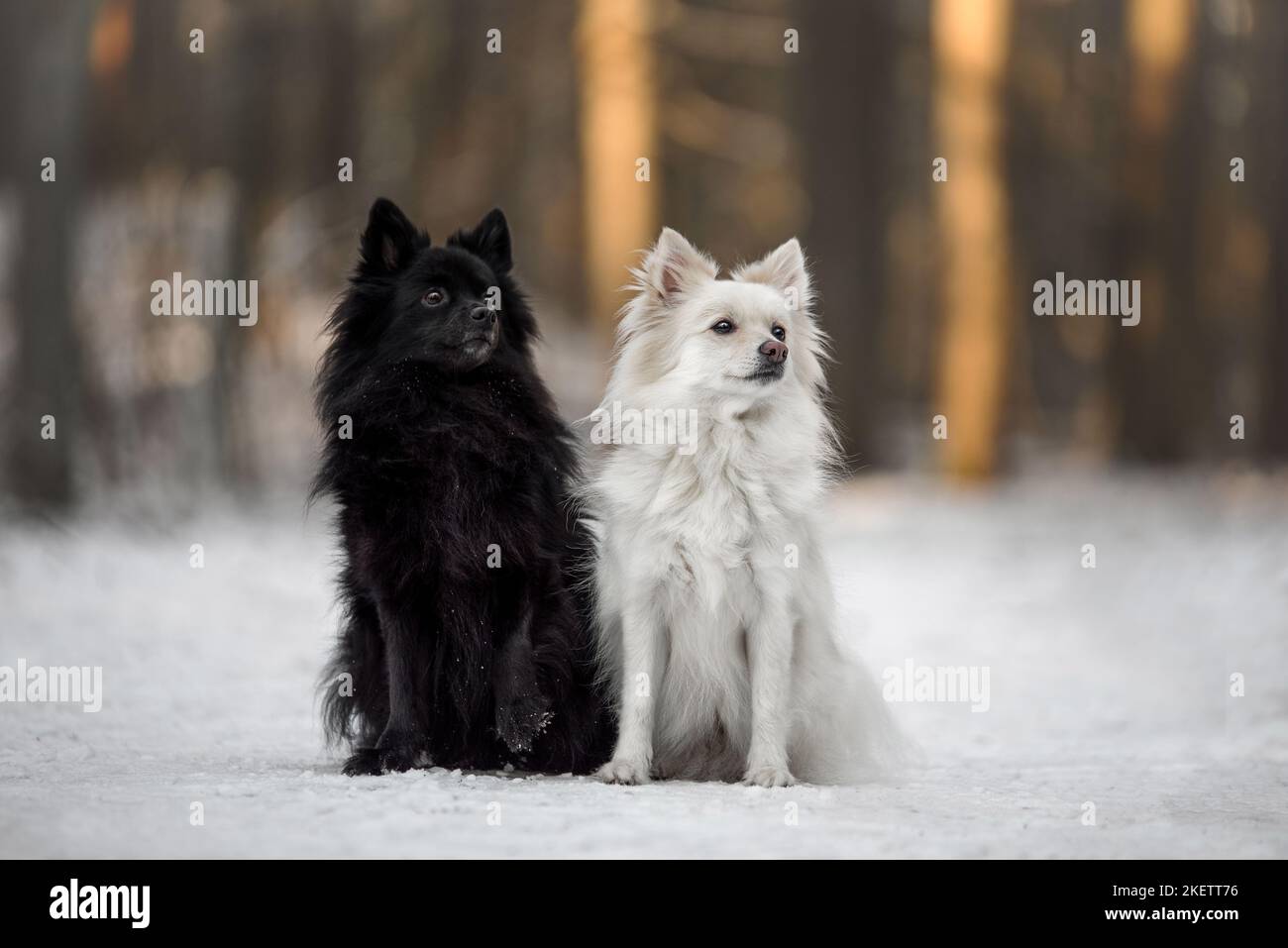 German medium spitz hi-res stock photography and images - Alamy