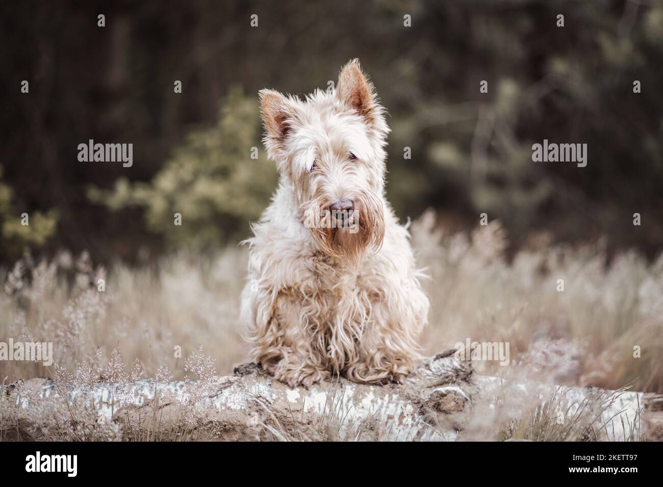 White scottish terrier hi-res stock photography and images - Alamy
