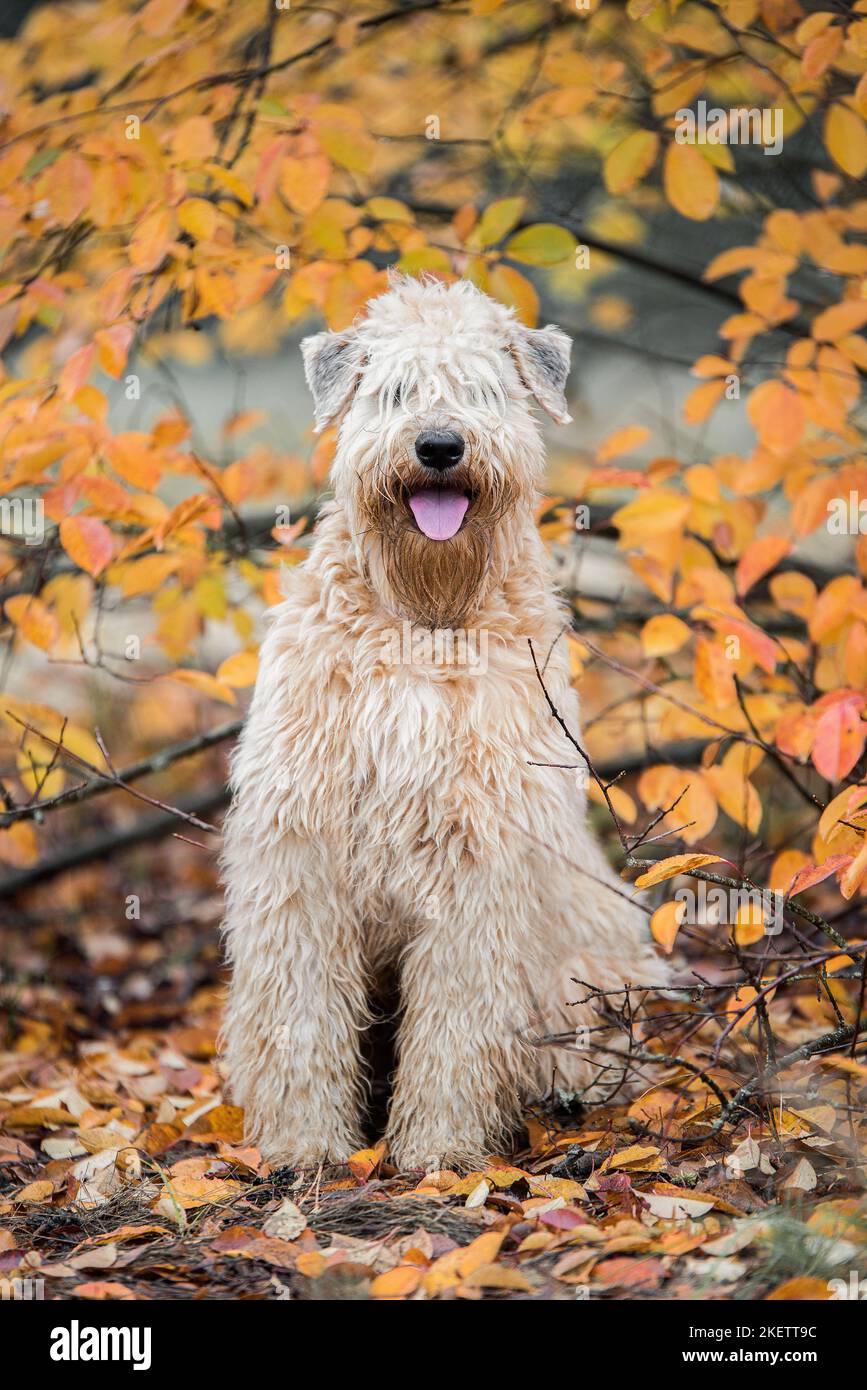 adult Irish Soft Coated Wheaten Terrier Stock Photo - Alamy
