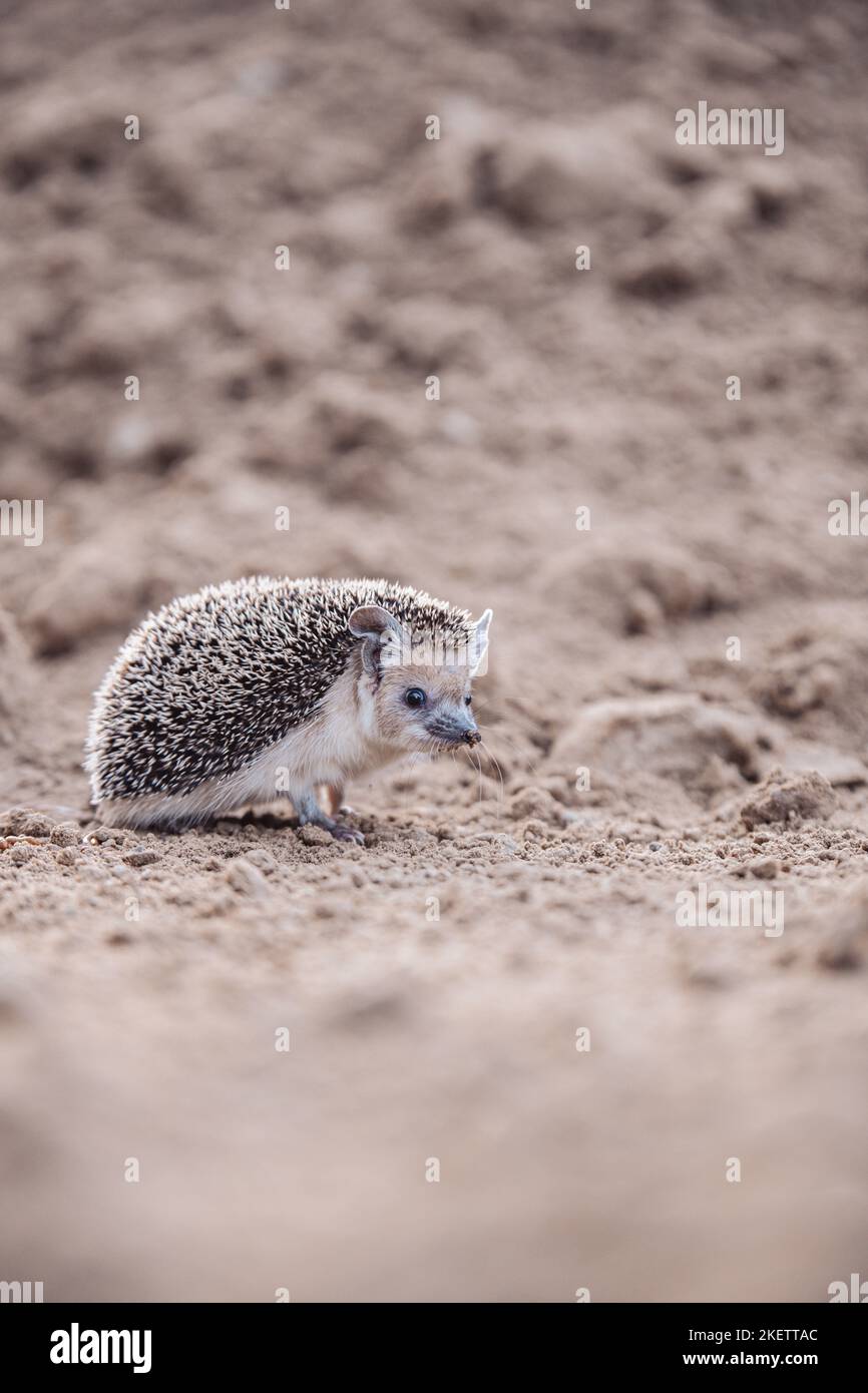 Egyptian long-eared hedgehog Stock Photo - Alamy