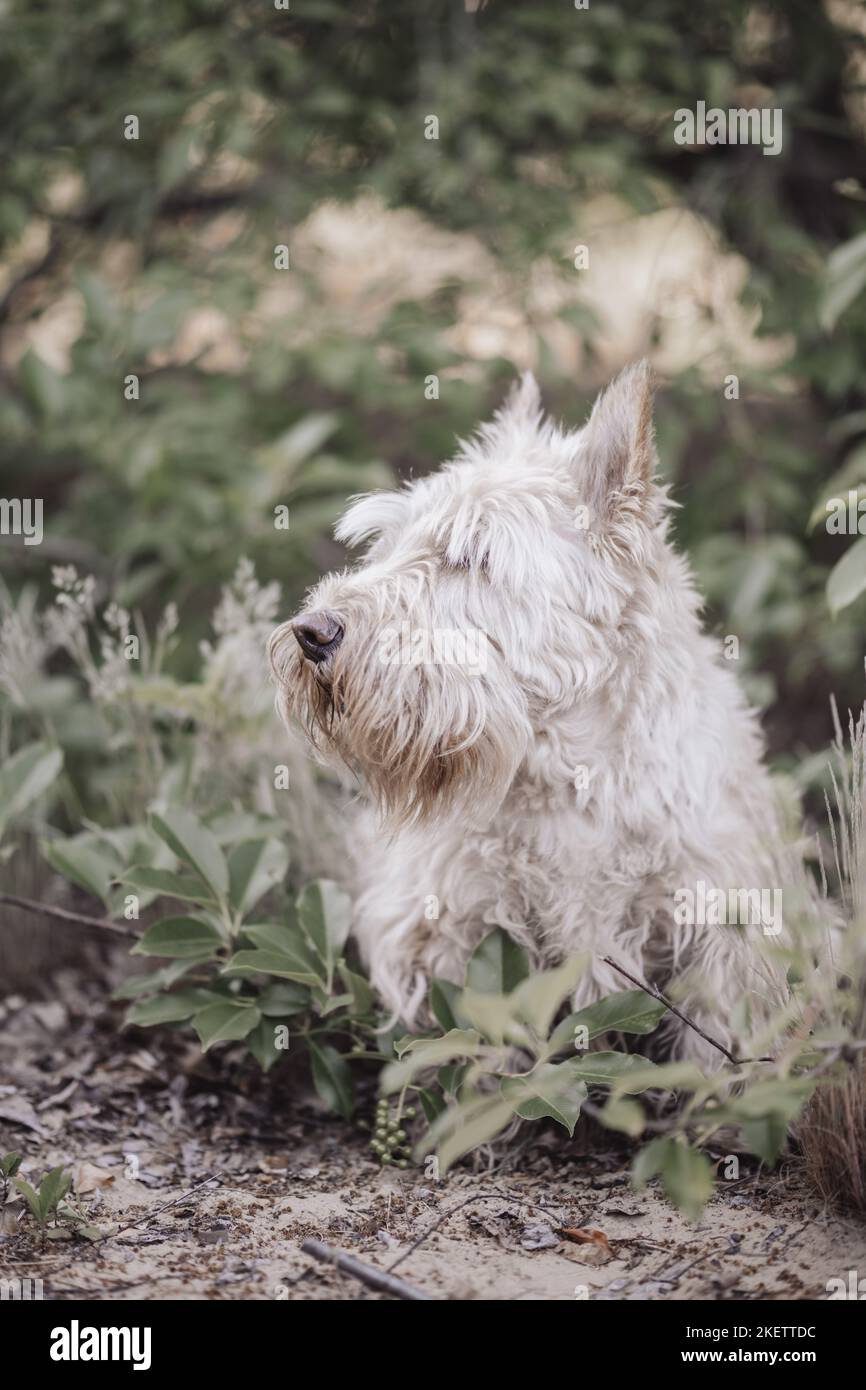 white Scottish Terrier Stock Photo - Alamy