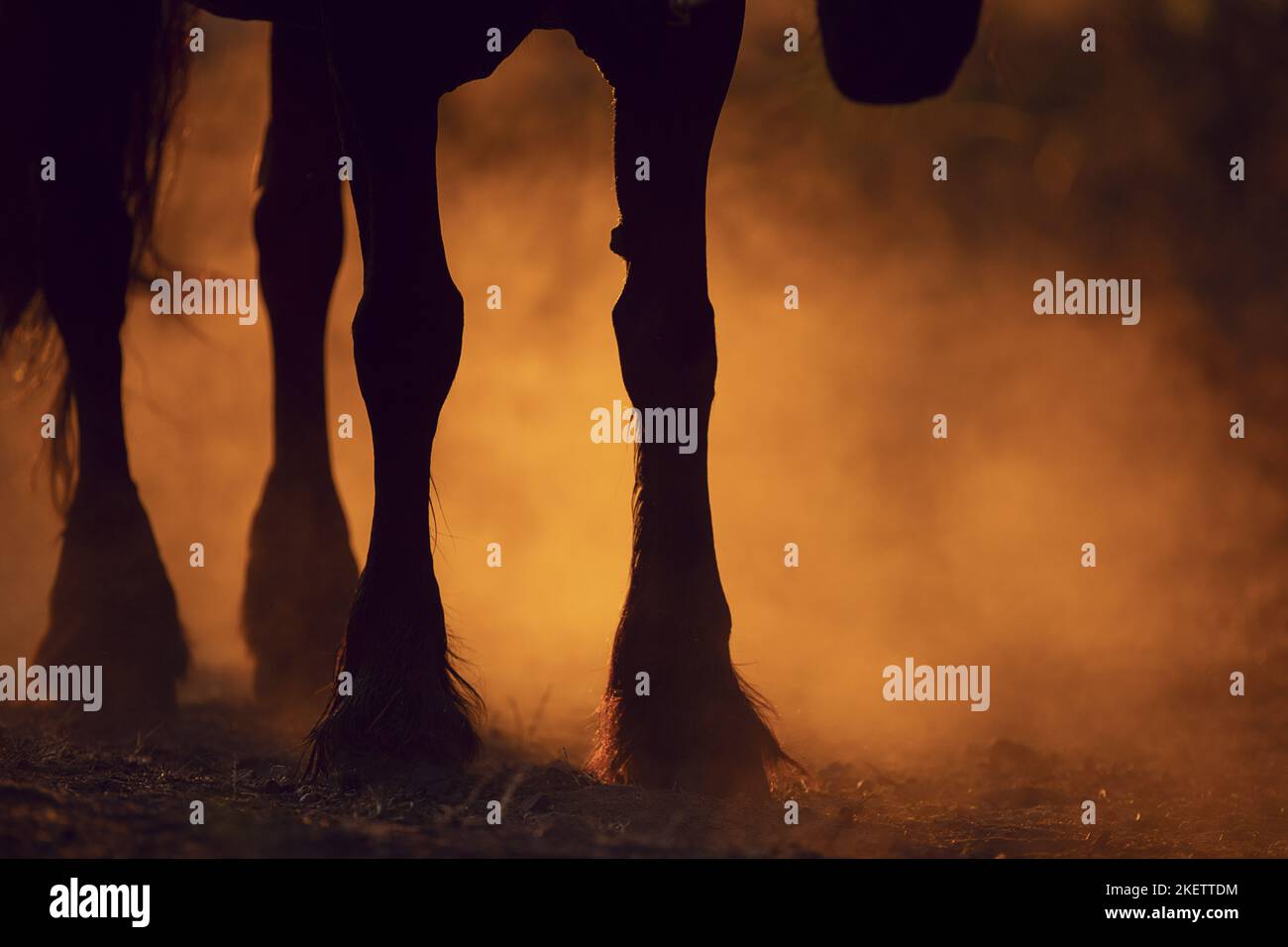 standing Friesian Horse Stock Photo - Alamy