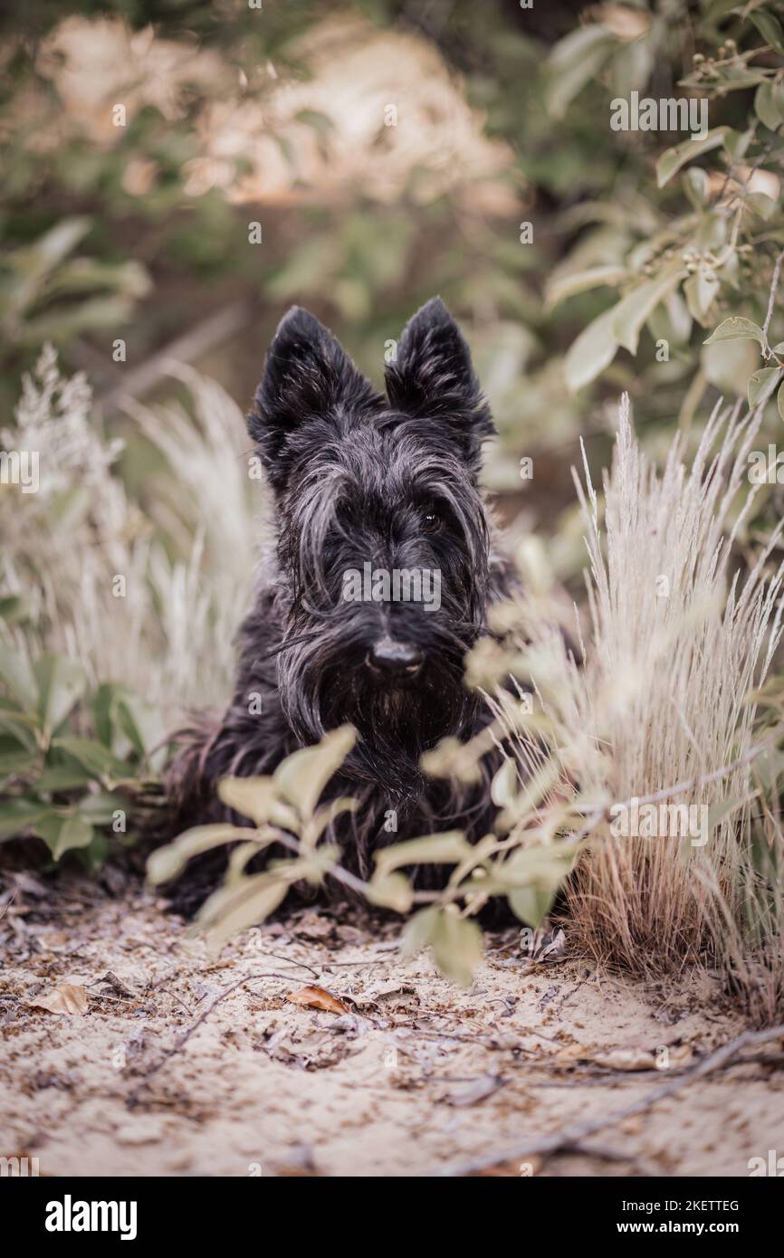 Black scottish terrier hi-res stock photography and images - Alamy