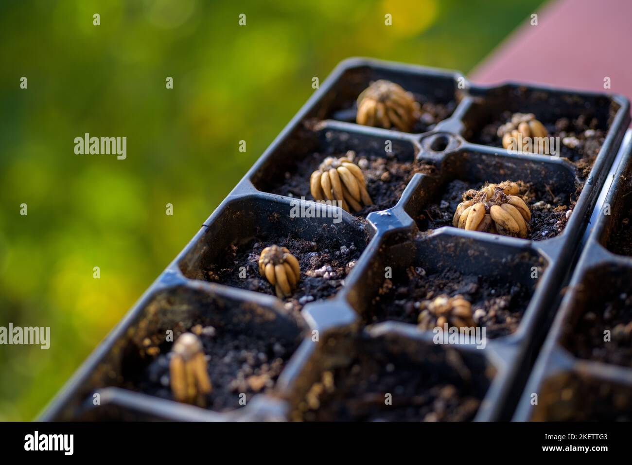 Ranunculus asiaticus or persian buttercup. Presoaked ranunculus corms planted in a propagation ...