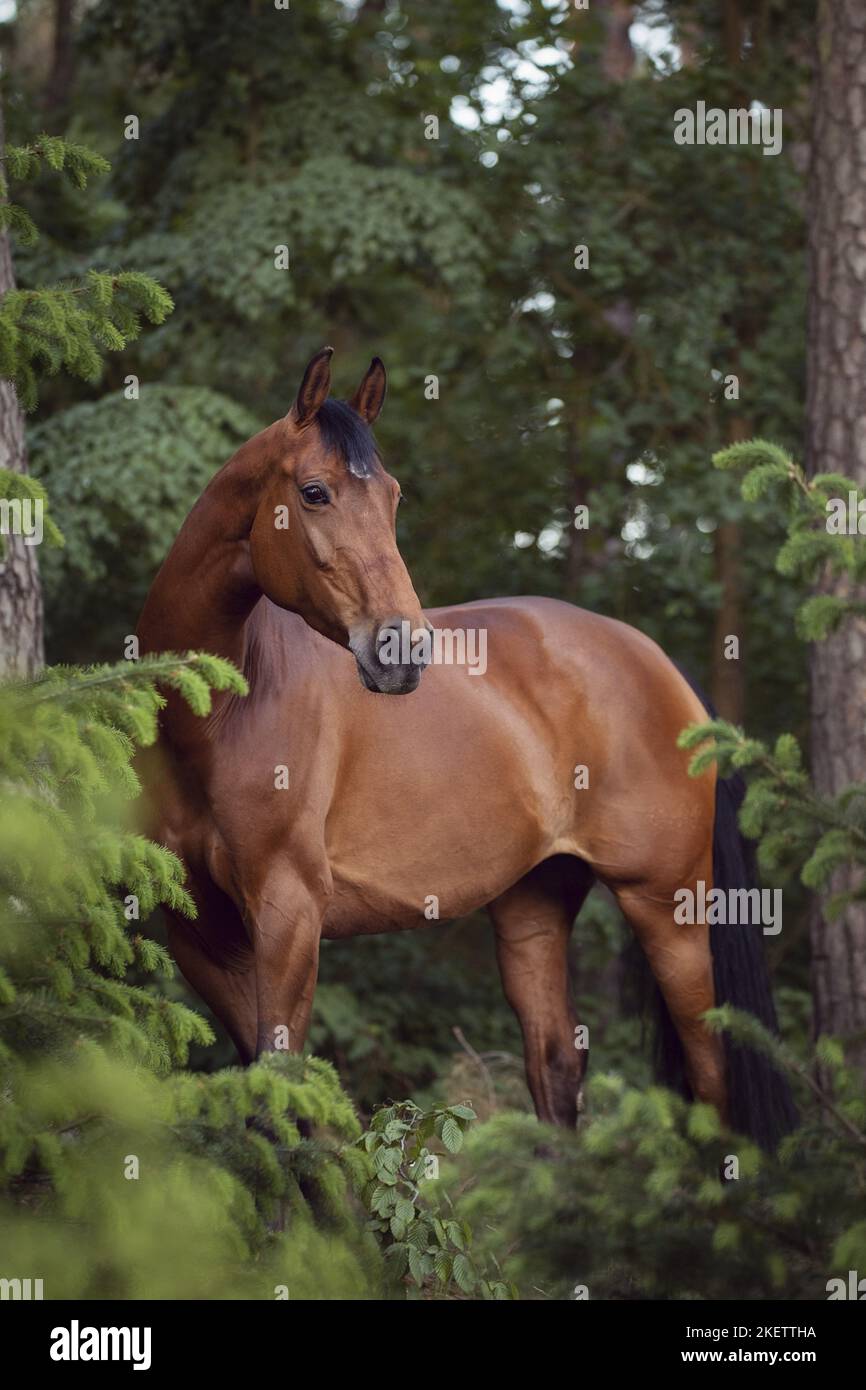 English thoroughbred horse adult standing hi-res stock photography and ...