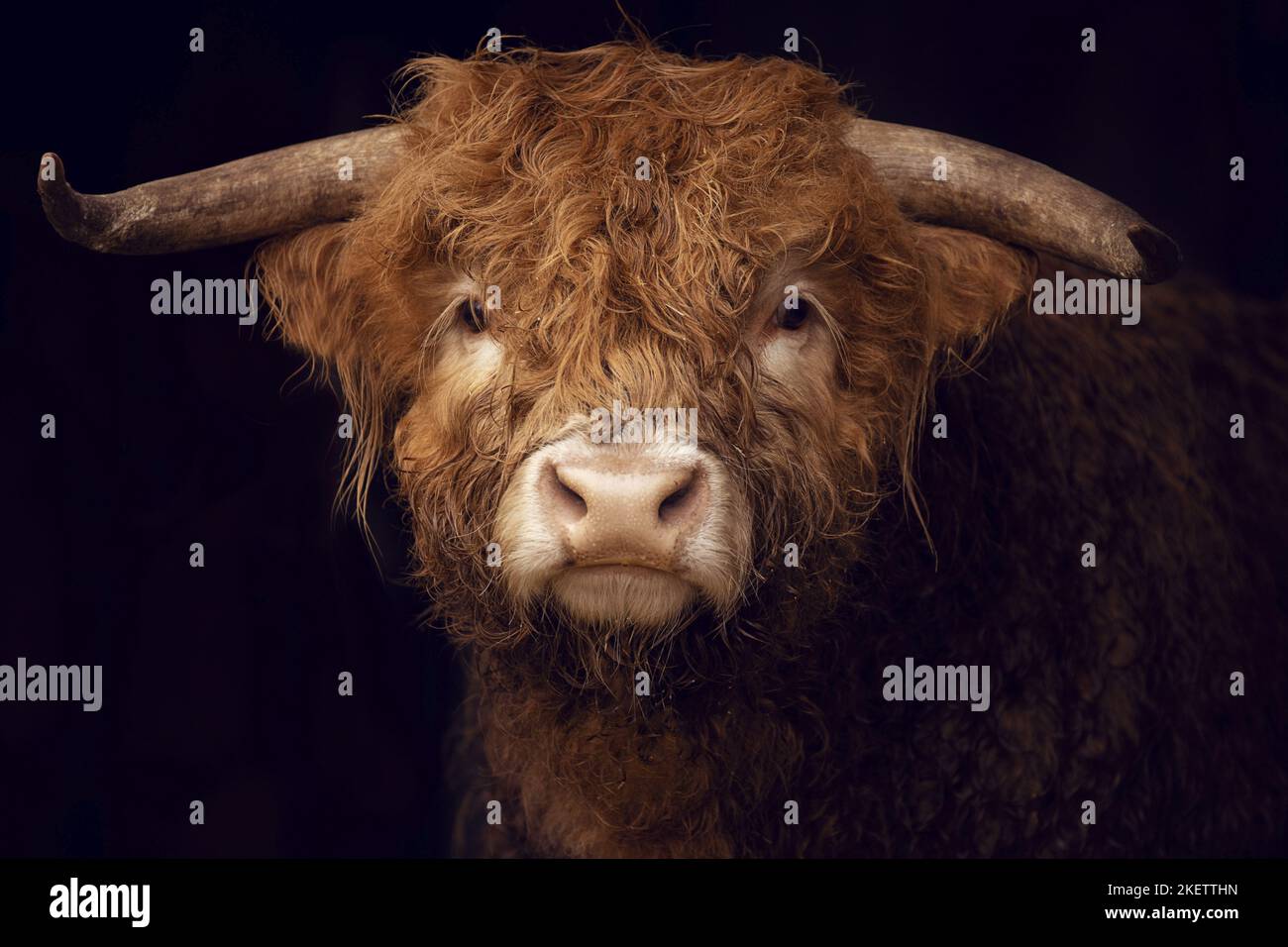 Highland cattle portrait Stock Photo - Alamy