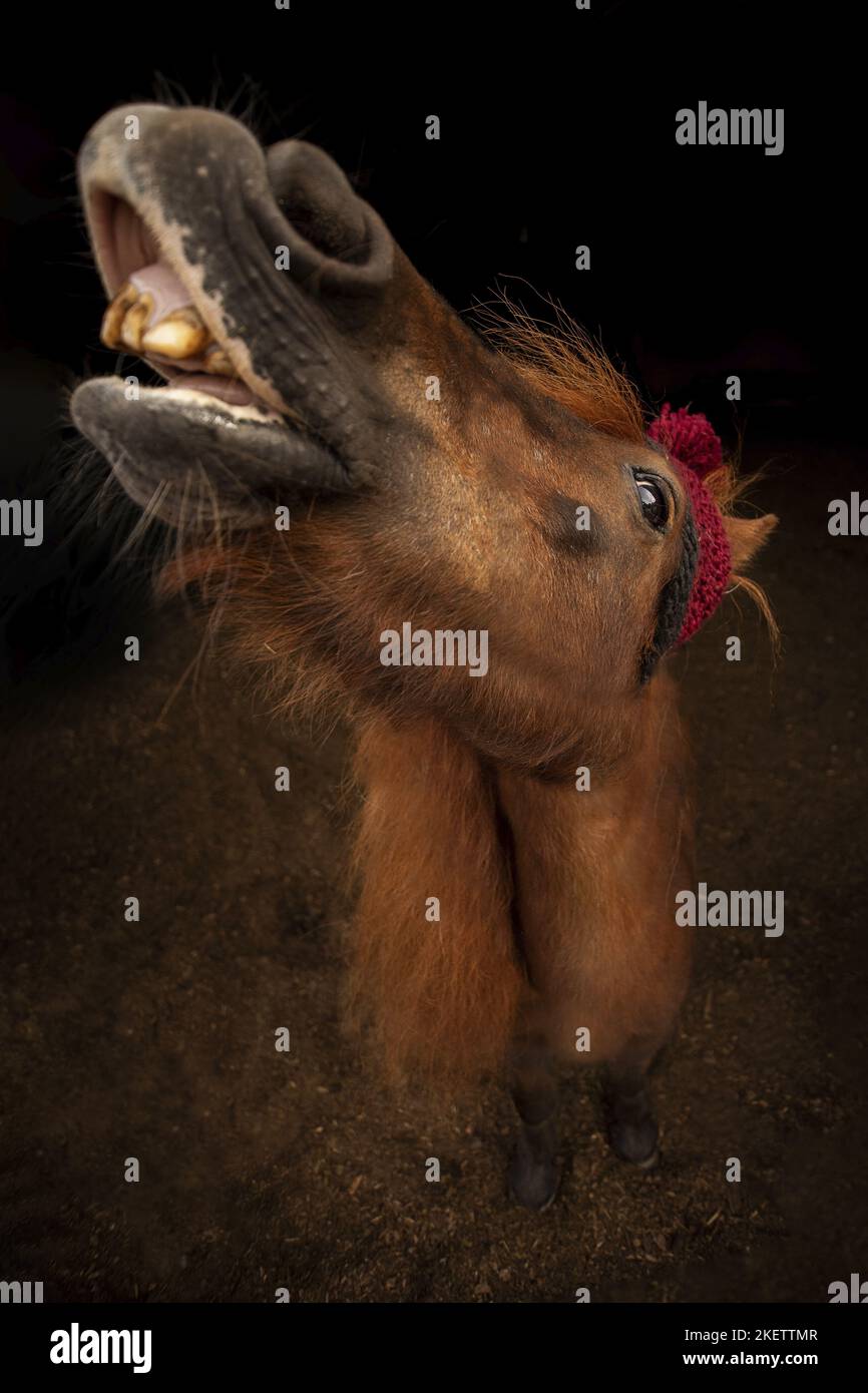 Funny pony picture hi-res stock photography and images - Alamy