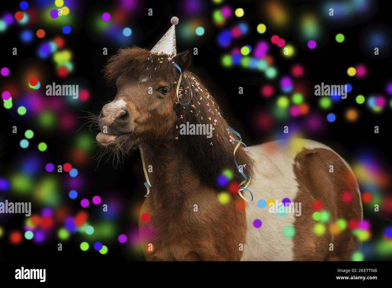 Funny pony picture hi-res stock photography and images - Alamy