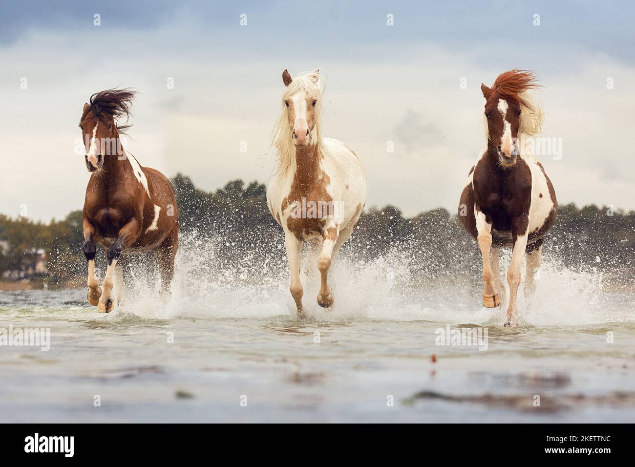 Three horses running in water hi-res stock photography and images - Alamy