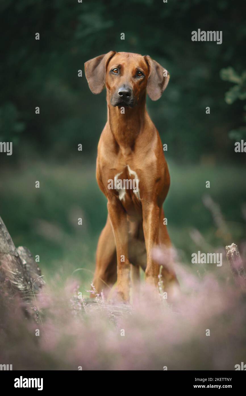 standing Rhodesian Ridgeback Stock Photo - Alamy