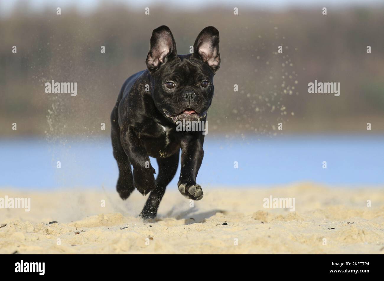 running French Bulldog Stock Photo - Alamy