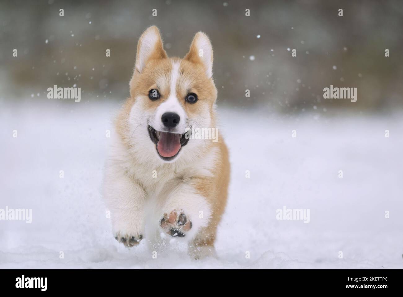 running Welsh Corgi Pembroke Puppy Stock Photo - Alamy
