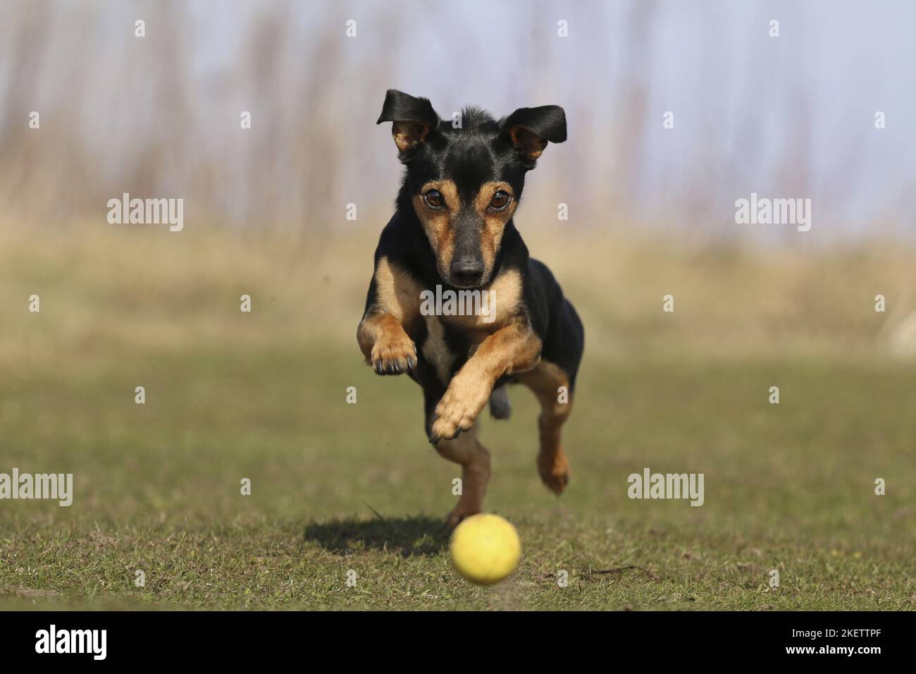 running Miniature Pinscher Stock Photo - Alamy