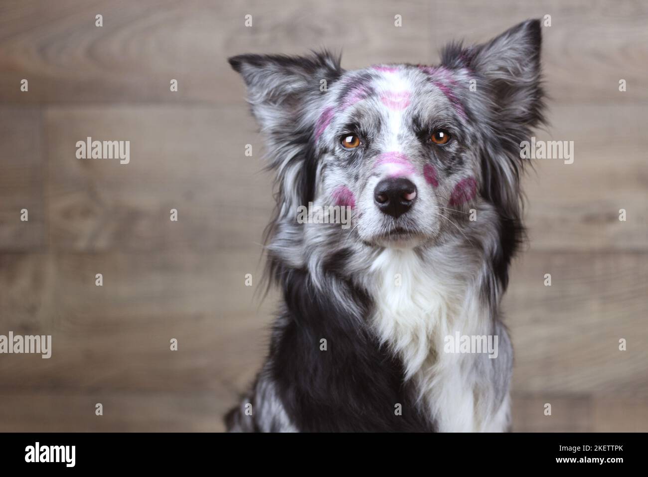 Australian Shepherd portrait Stock Photo - Alamy