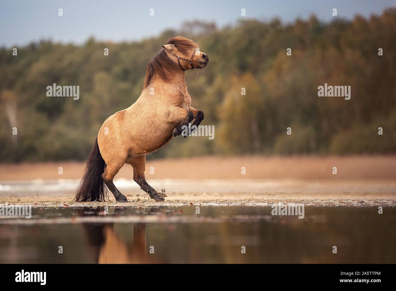 Horse shetland pony rearing hi-res stock photography and images - Alamy