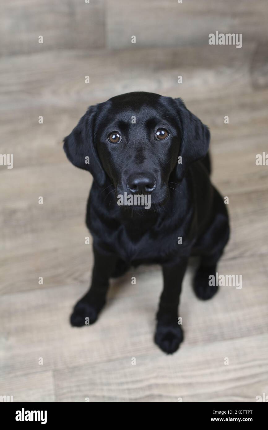 sitting Labrador Retriever Stock Photo - Alamy