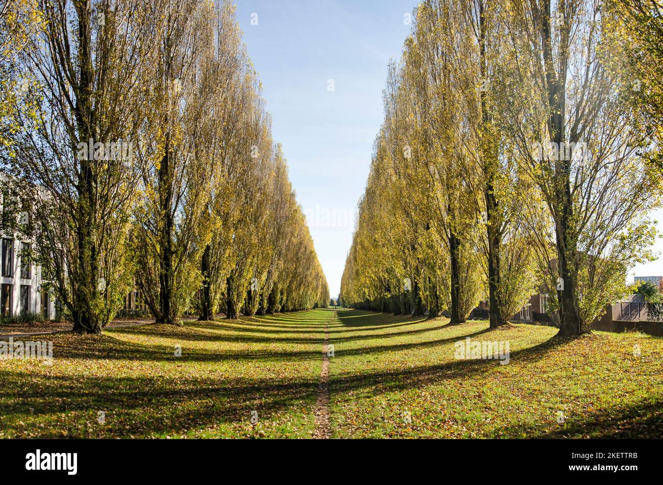 Rows of tall poplars line a long green strip of grass running straight ...