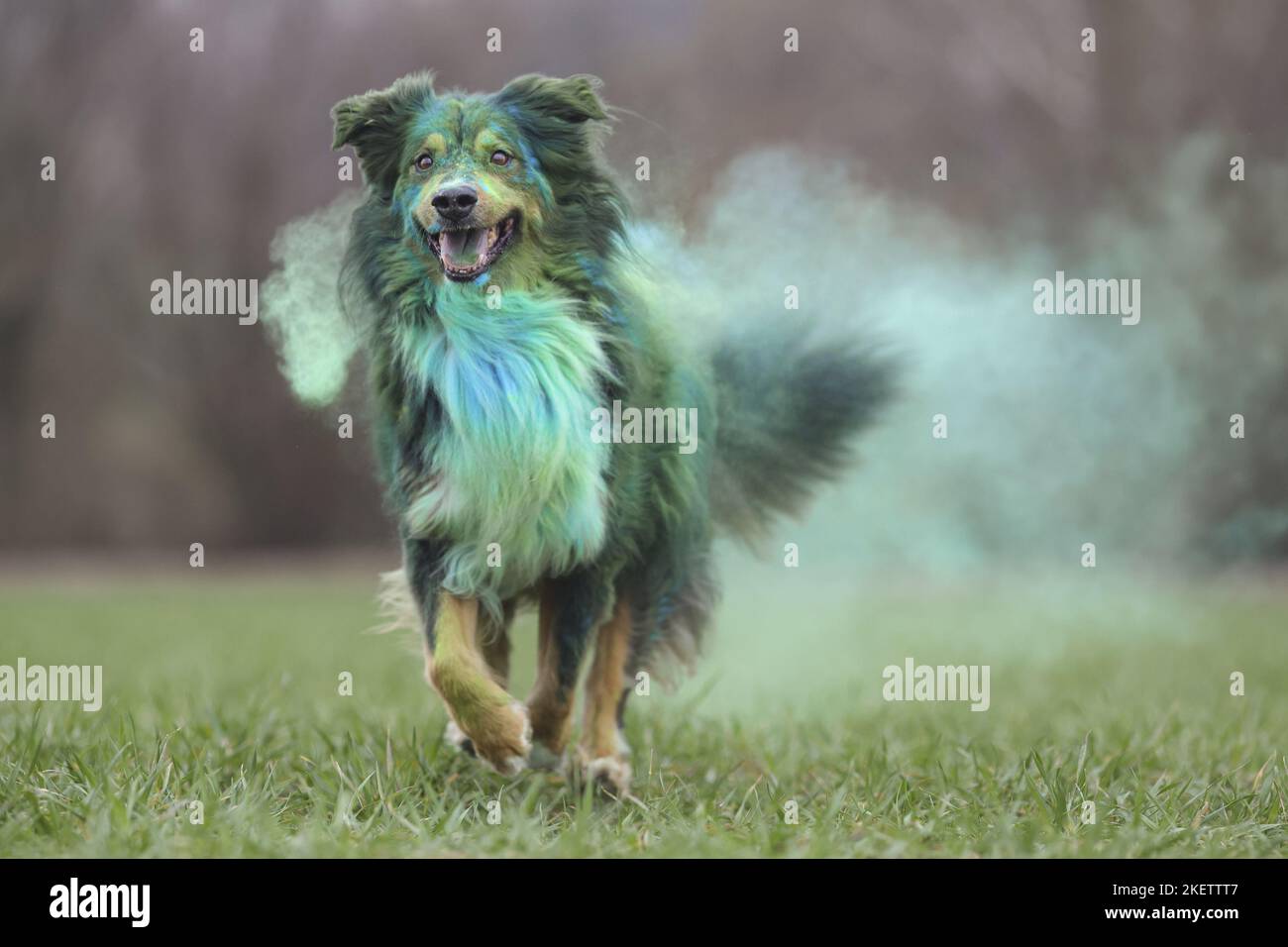 black-tri Australian Shepherd Stock Photo - Alamy