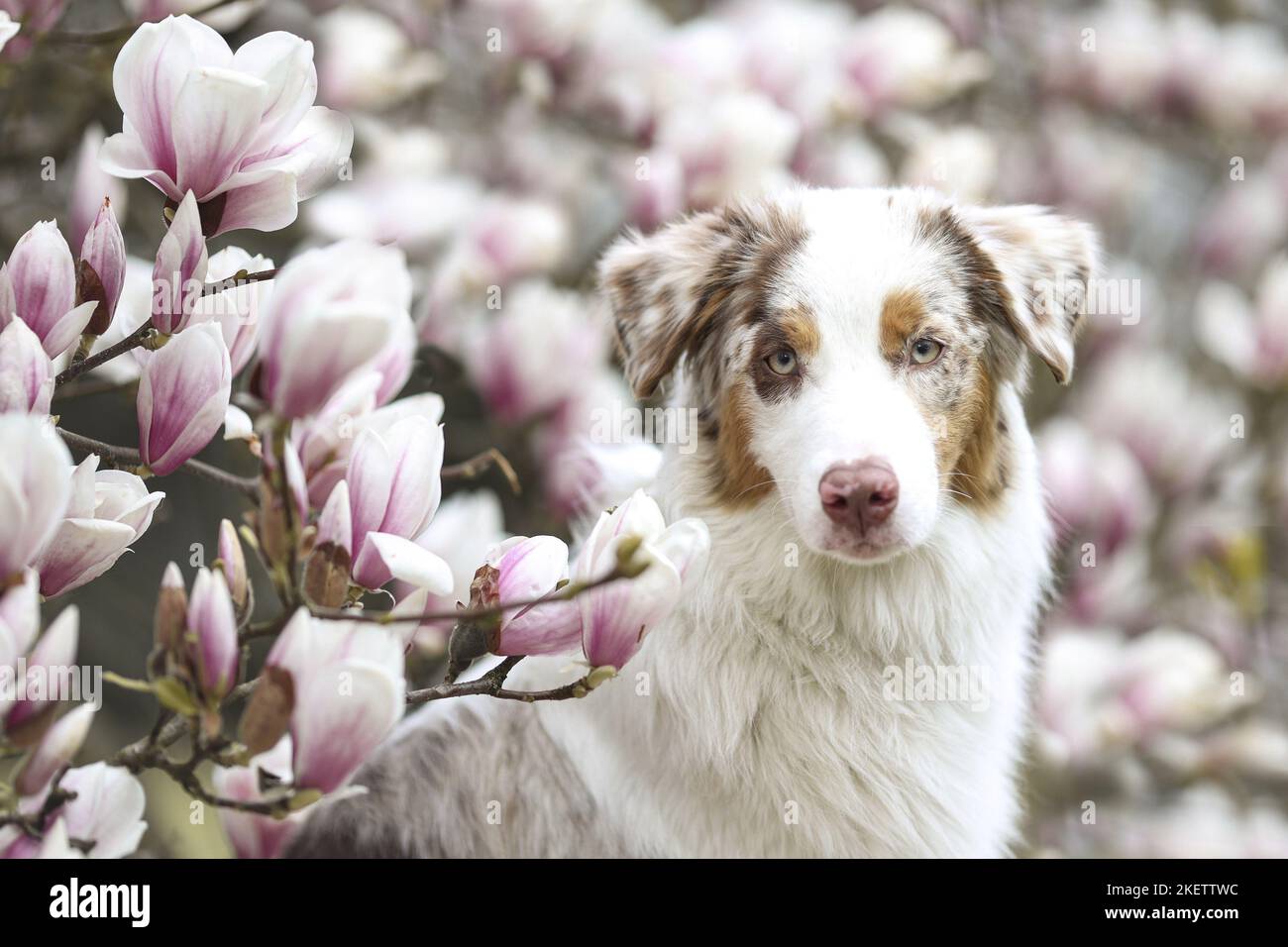 female Australian Shepherd Stock Photo - Alamy