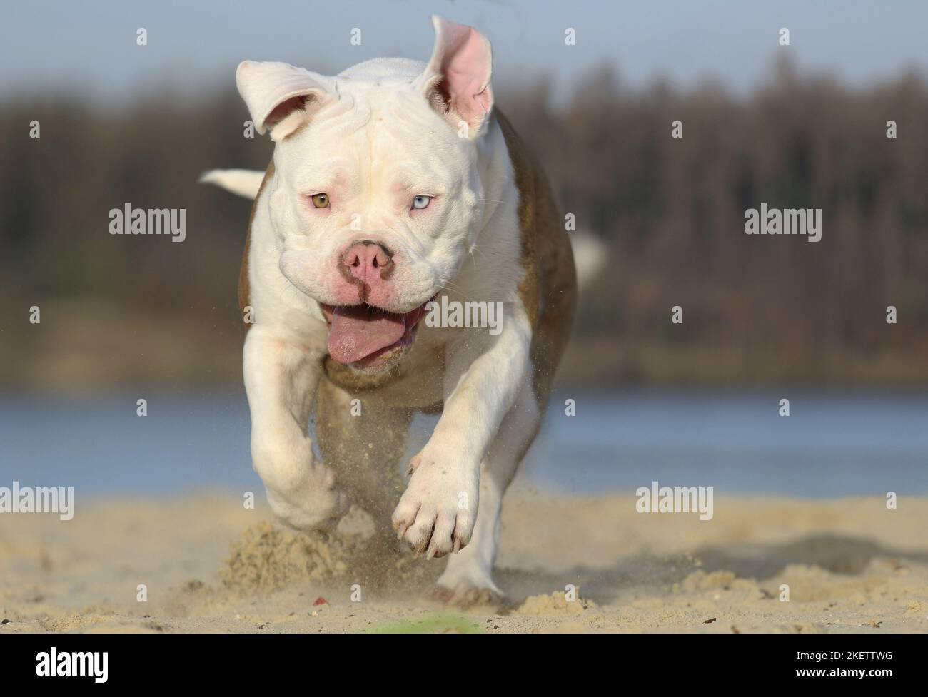 running American Bulldog Stock Photo - Alamy