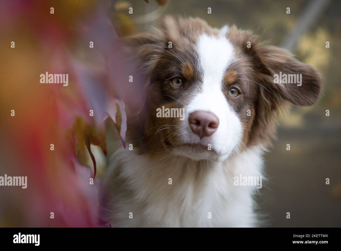 female Australian Shepherd Stock Photo - Alamy