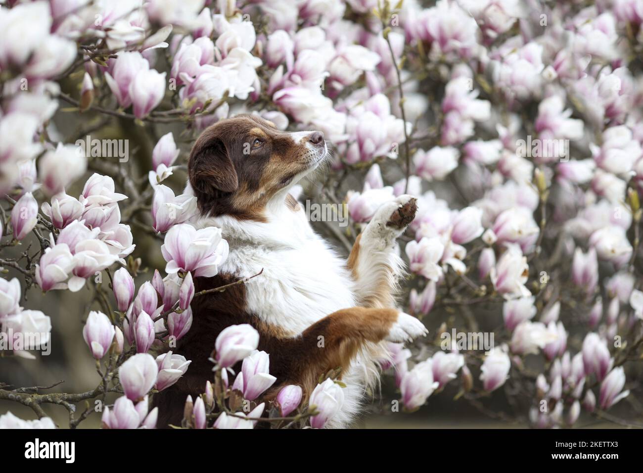 female Australian Shepherd Stock Photo - Alamy