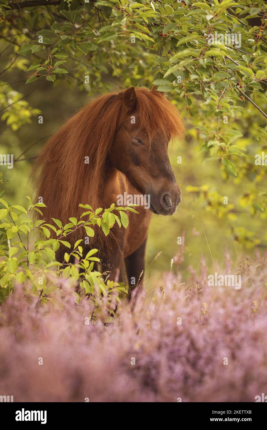 Pony shetland flowers hi-res stock photography and images - Alamy