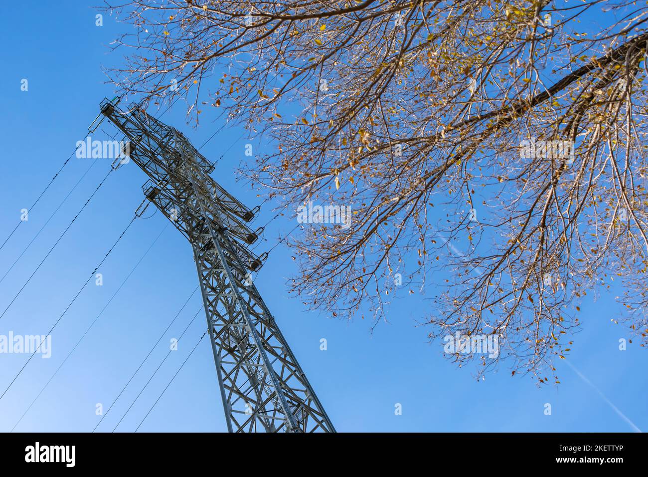 A high power transmission tower rises above the branches of a tree ...