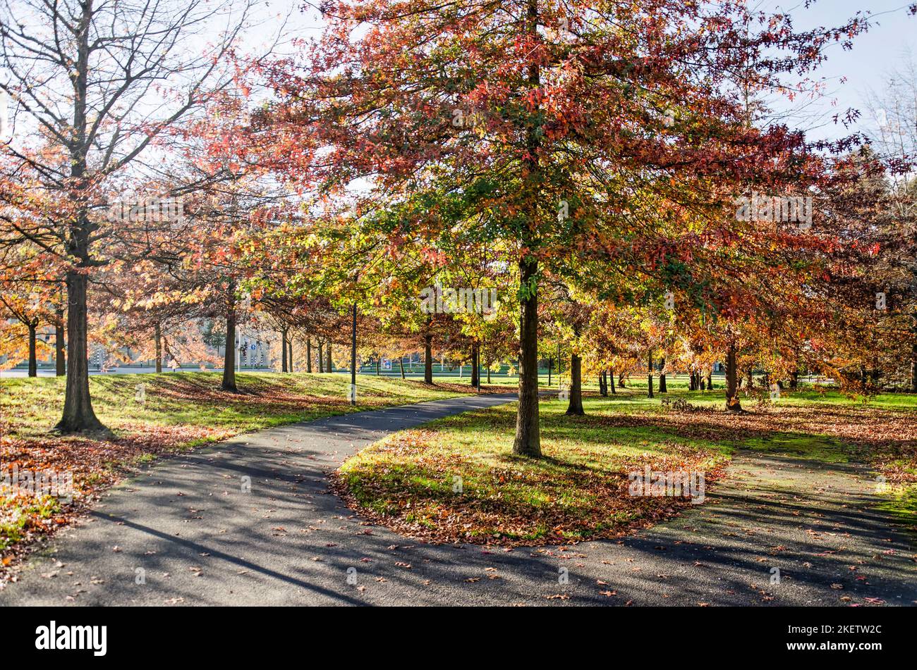 Park with colorful oak trees in Utrecht, The Netherlands on a sunny day ...
