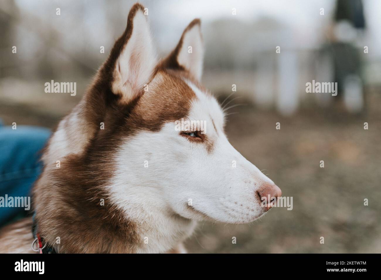 husky siberian dog. portrait cute white brown mammal animal pet of one ...