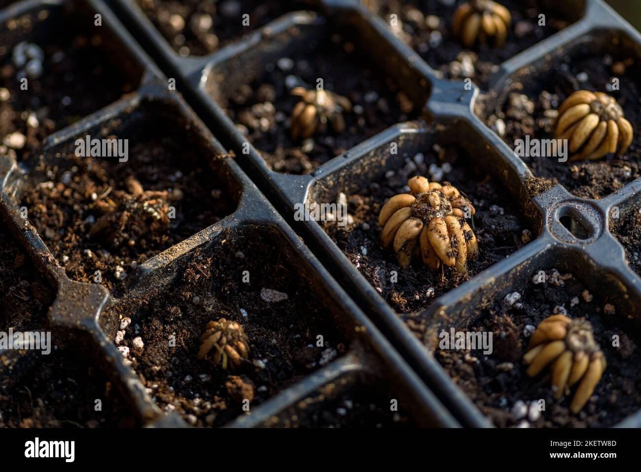 Ranunculus asiaticus or persian buttercup. Presoaked ranunculus corms planted in a propagation ...