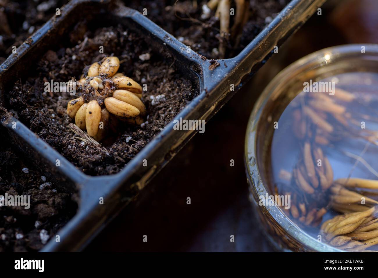 Ranunculus asiaticus or persian buttercup. Presoaked ranunculus corms planted in a propagation ...