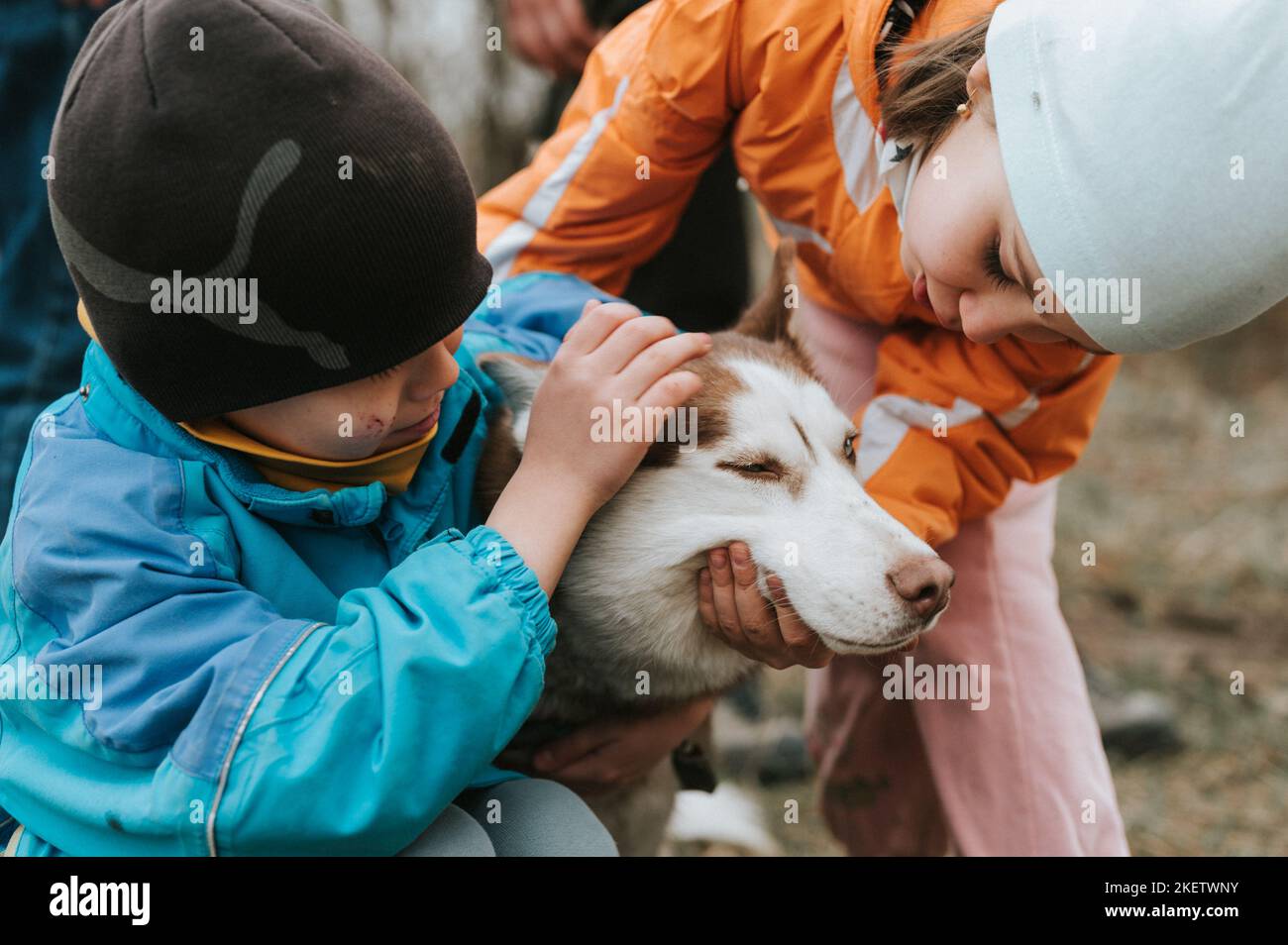 husky siberian dog. portrait cute white brown mammal animal pet of one year old with blue eyes ...