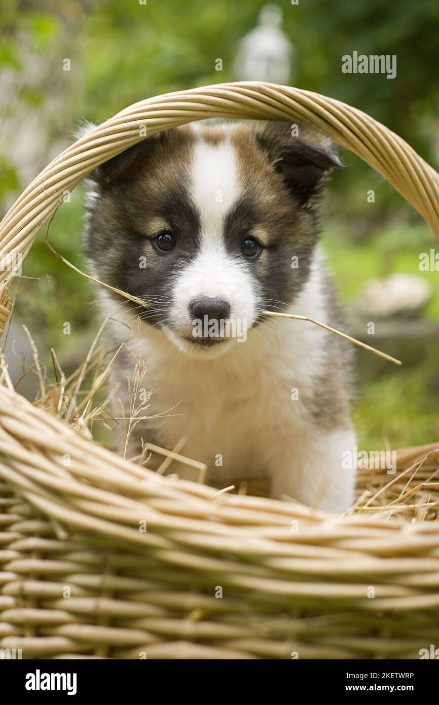 Icelandic dog puppy in basket Stock Photo - Alamy
