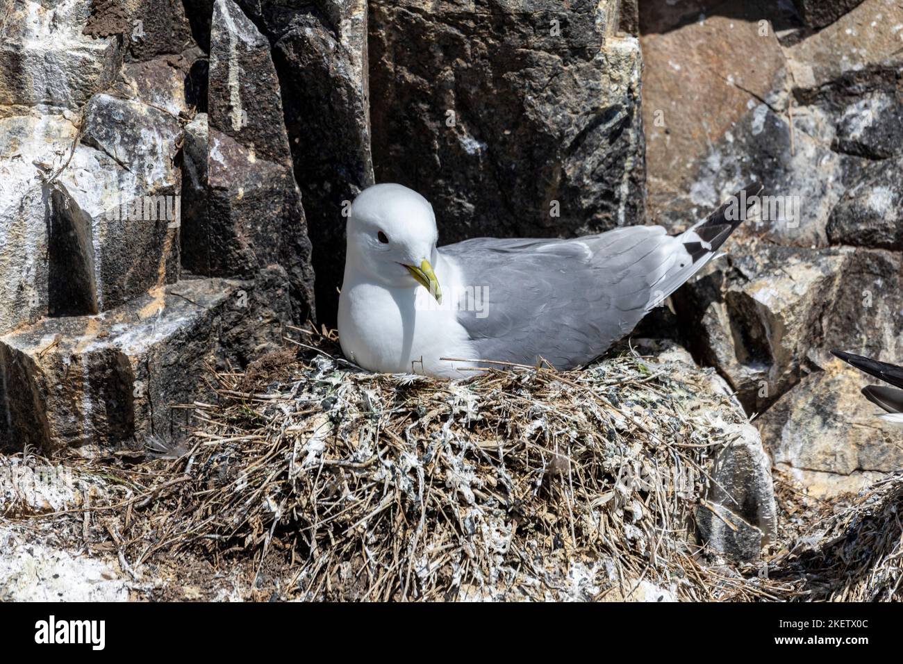 kittiwake seabird larus tridactyla sitting on its nest at a colony in ...