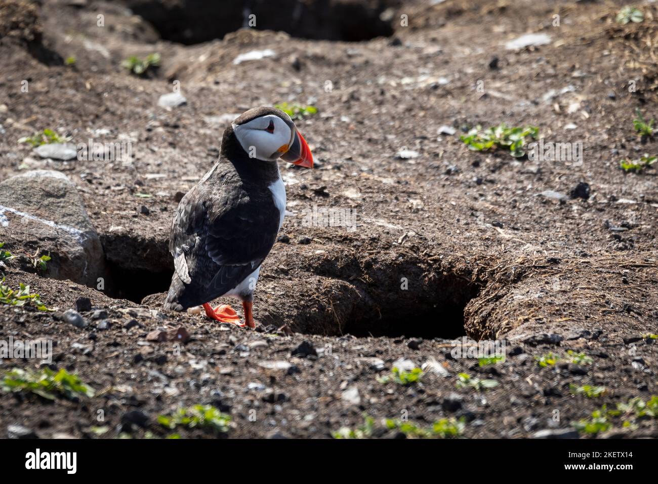 single atlantic puffin fratercula arctica standing by its burrow in a ...