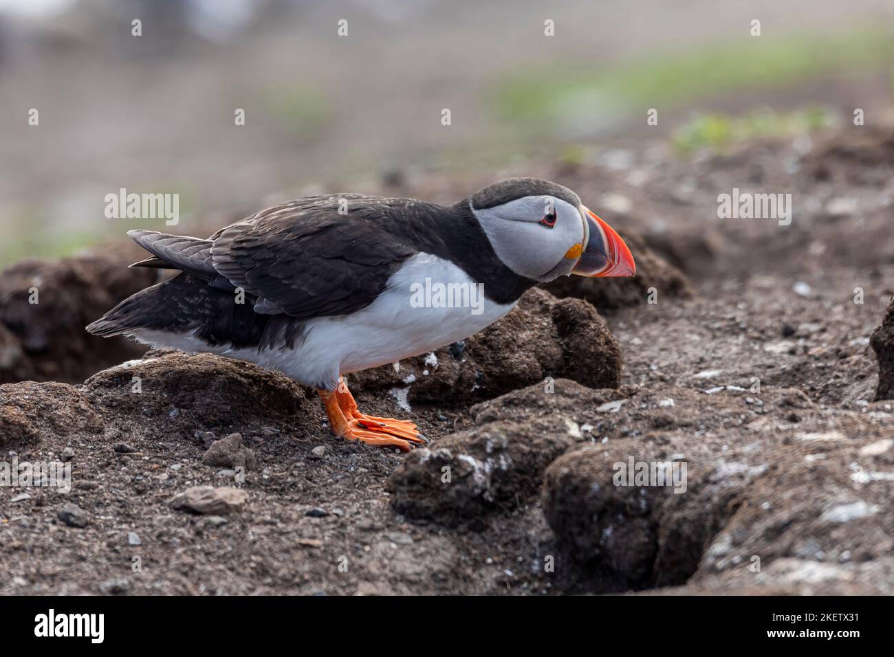 single atlantic puffin fratercula arctica standing by its burrow in a ...