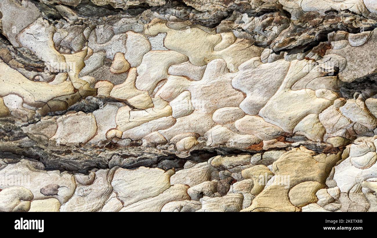 Old wood tree bark texture close up. Horizontal background Stock Photo ...