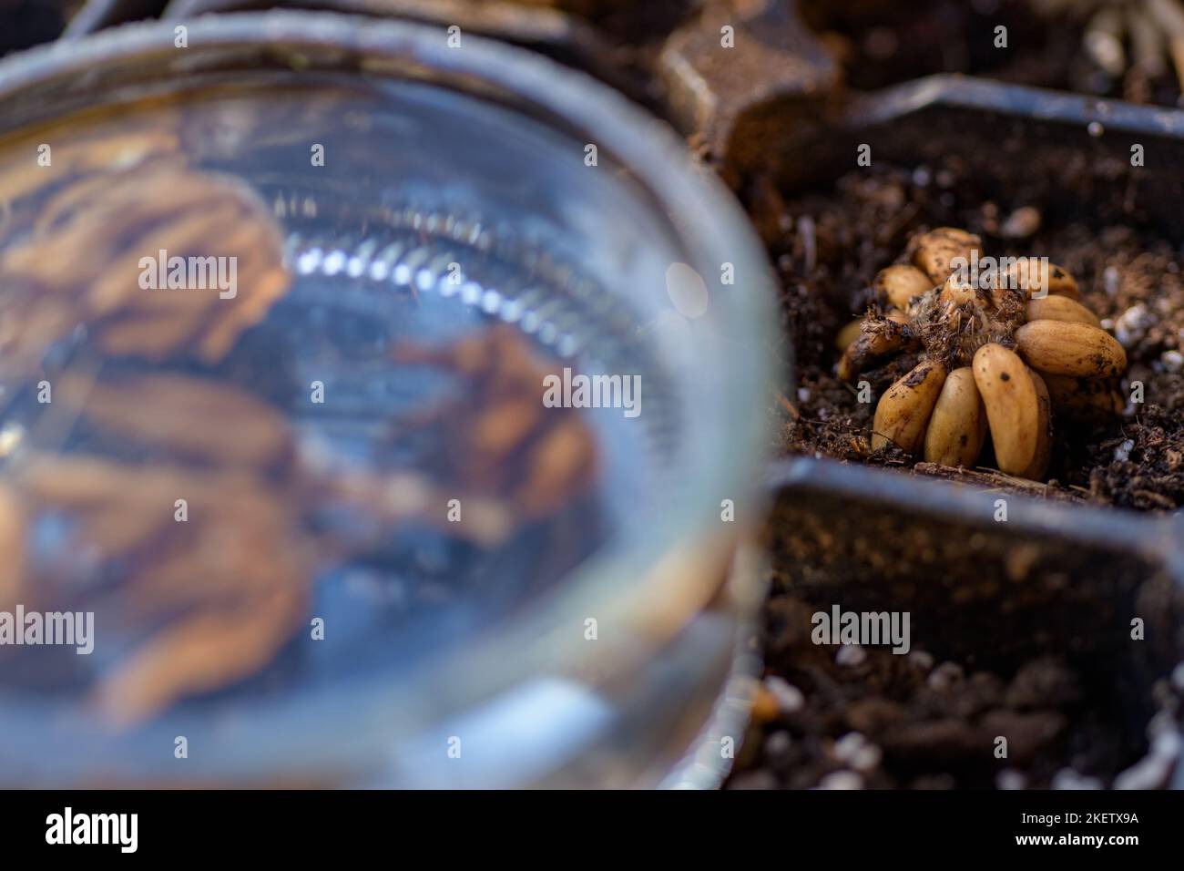 Ranunculus corm hi-res stock photography and images - Alamy
