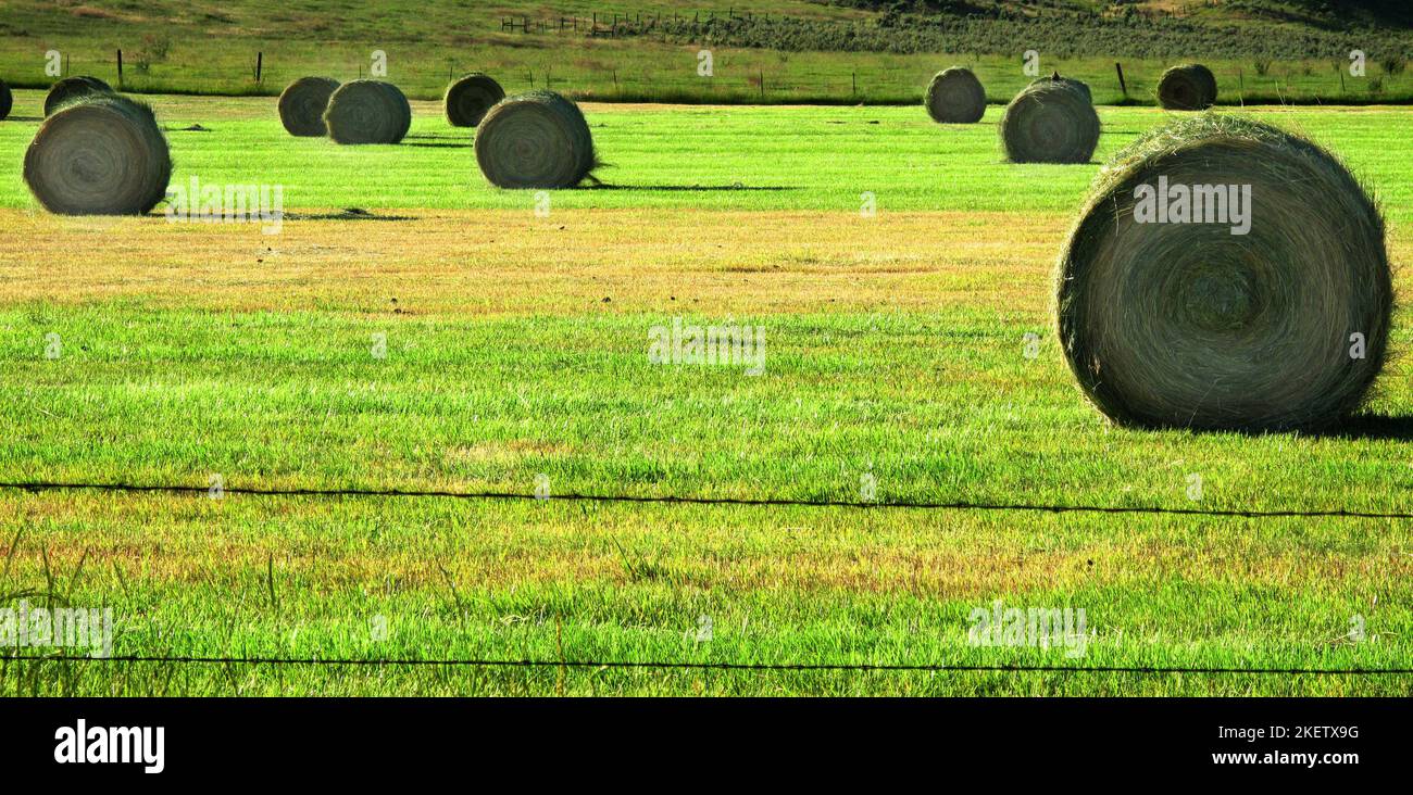 Hay Bales in Farm Field growing green for fresh crops Stock Photo - Alamy