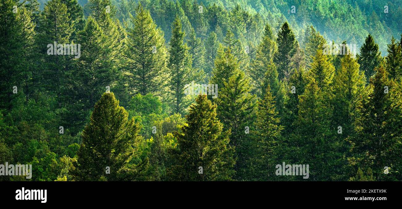 Forest of green pine trees on mountainside with late afternoon sunlight rain shower raining ...