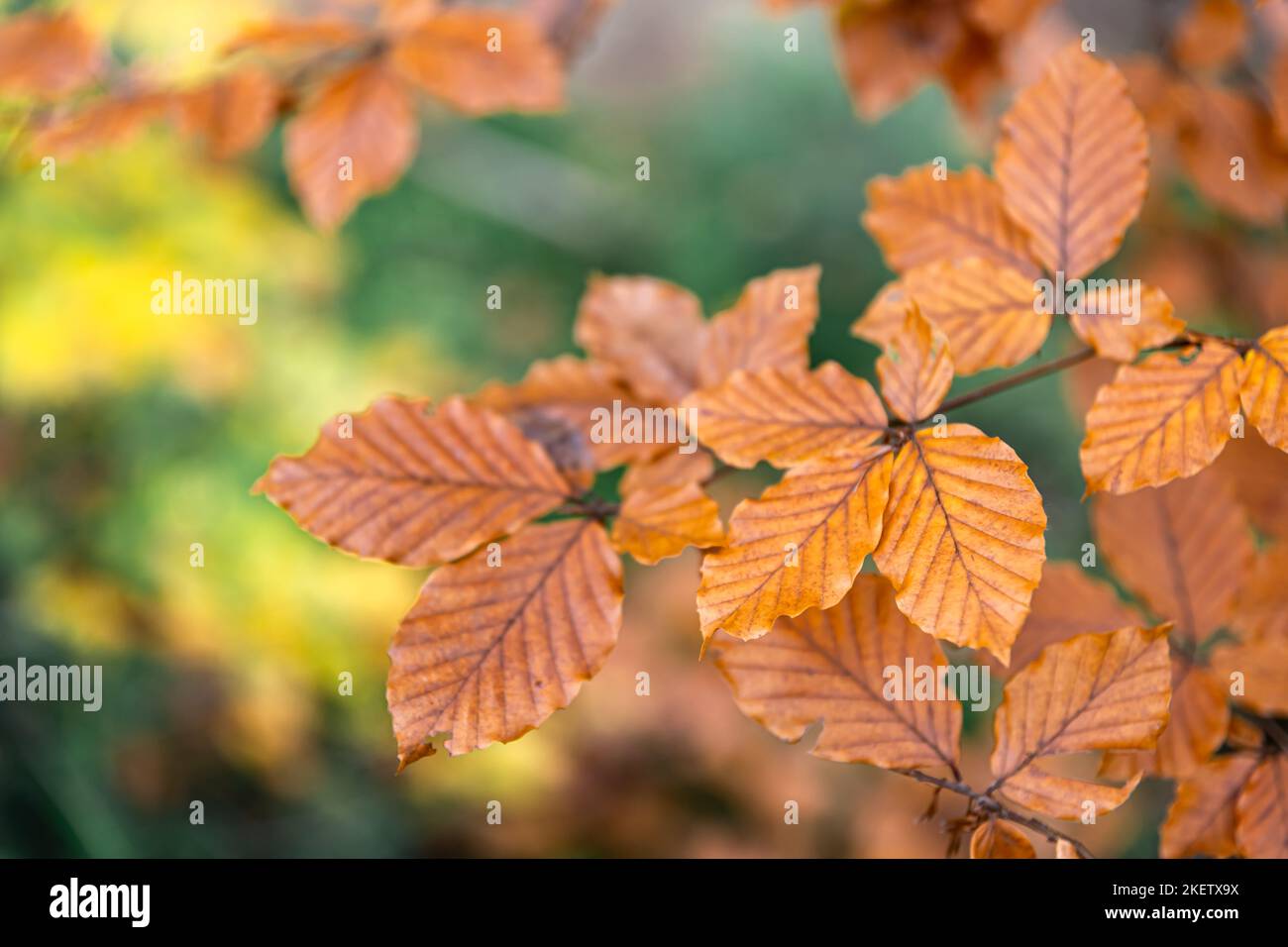 Yellow autumn leaves on a tree in the forest, macro shot Stock Photo ...