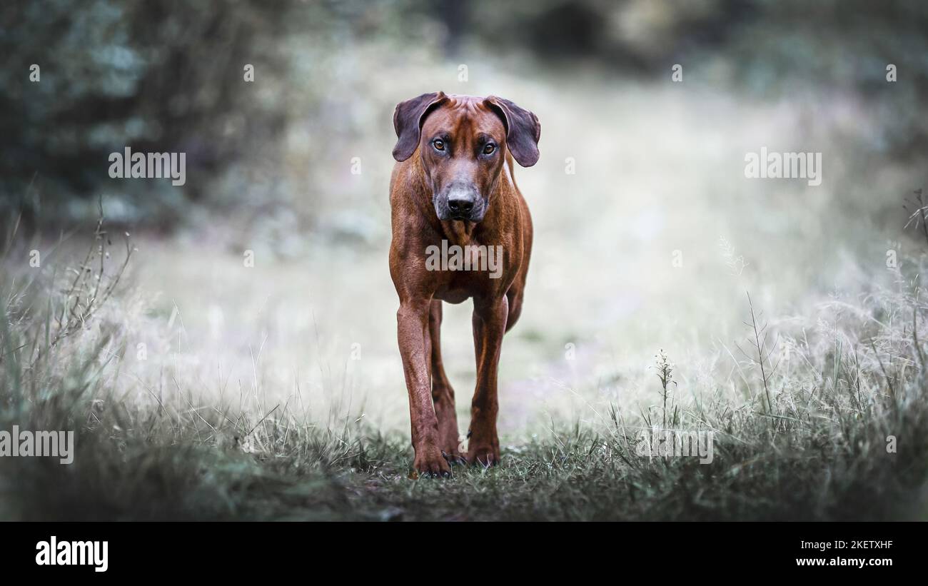 walking Rhodesian Ridgeback Stock Photo - Alamy