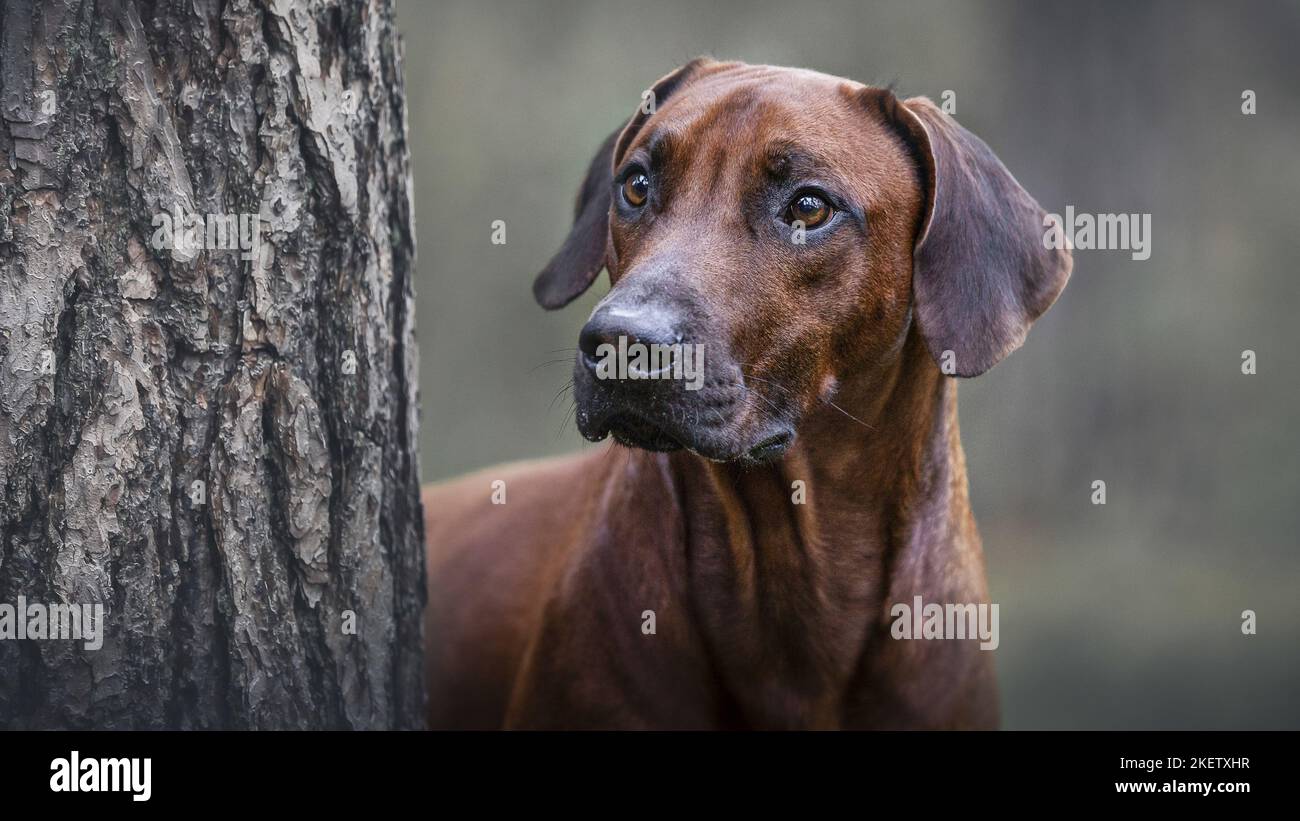 Rhodesian Ridgeback portrait Stock Photo - Alamy