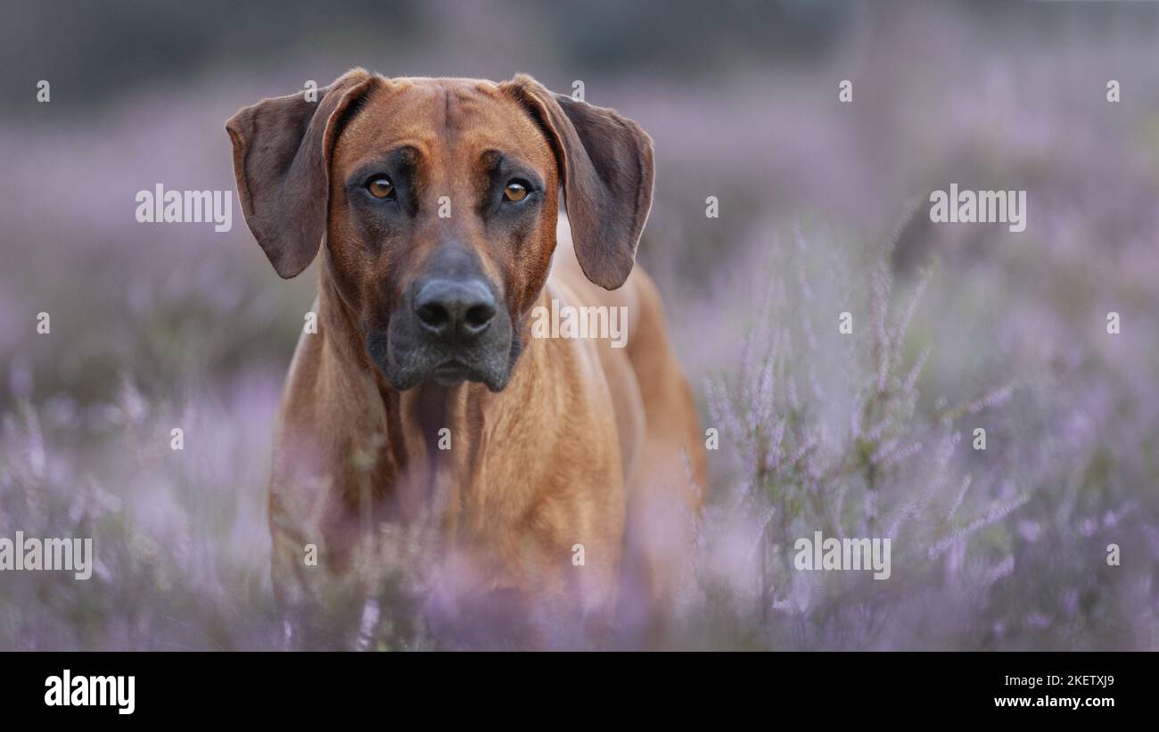 Rhodesian Ridgeback portrait Stock Photo - Alamy
