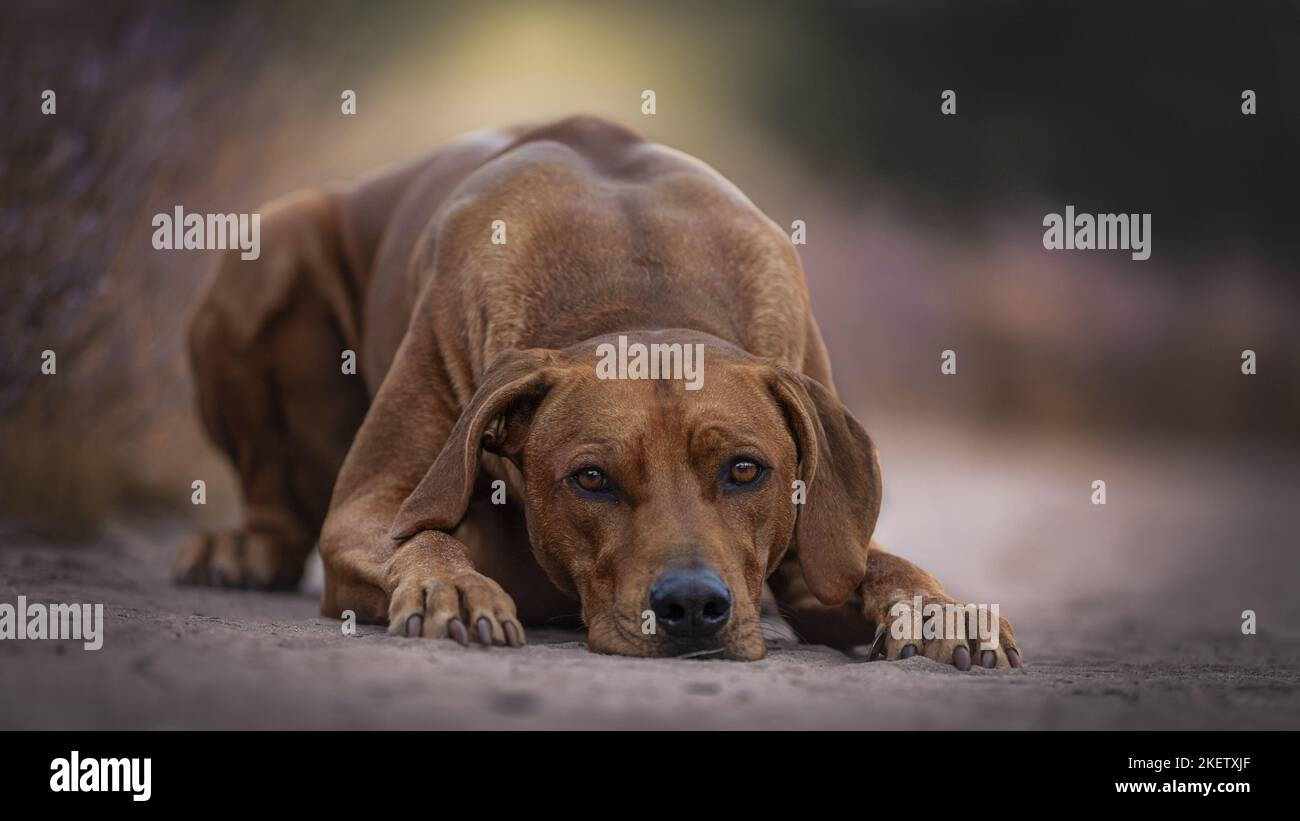 lying Rhodesian Ridgeback Stock Photo - Alamy